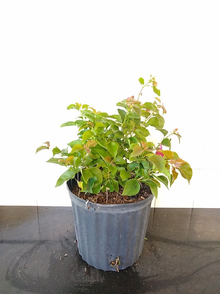 Dwarf Pink Bougainvillea ‘Helen Johnson’ | PlantVine