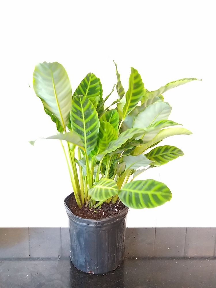 Calathea zebrina, Zebra Plant | PlantVine