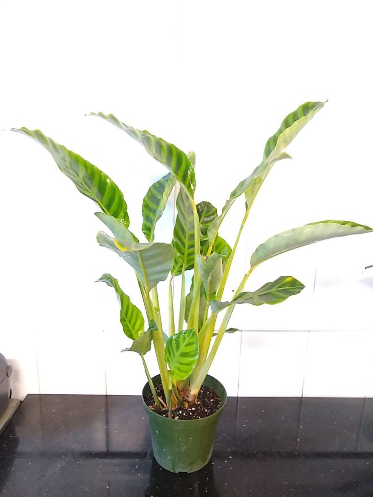 Calathea zebrina, Zebra Plant | PlantVine