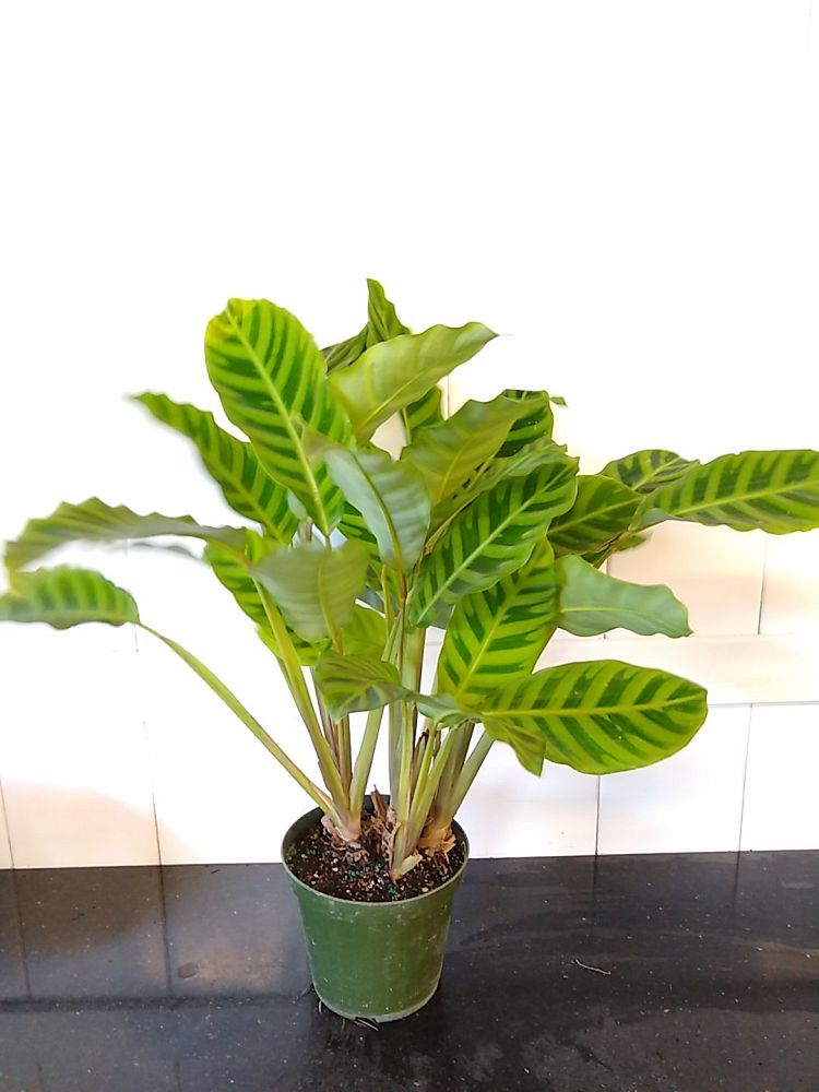 Calathea zebrina, Zebra Plant | PlantVine