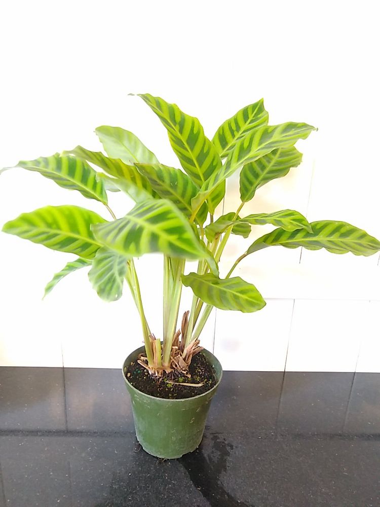 Calathea zebrina, Zebra Plant | PlantVine