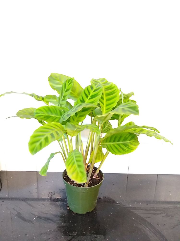 Calathea zebrina, Zebra Plant | PlantVine