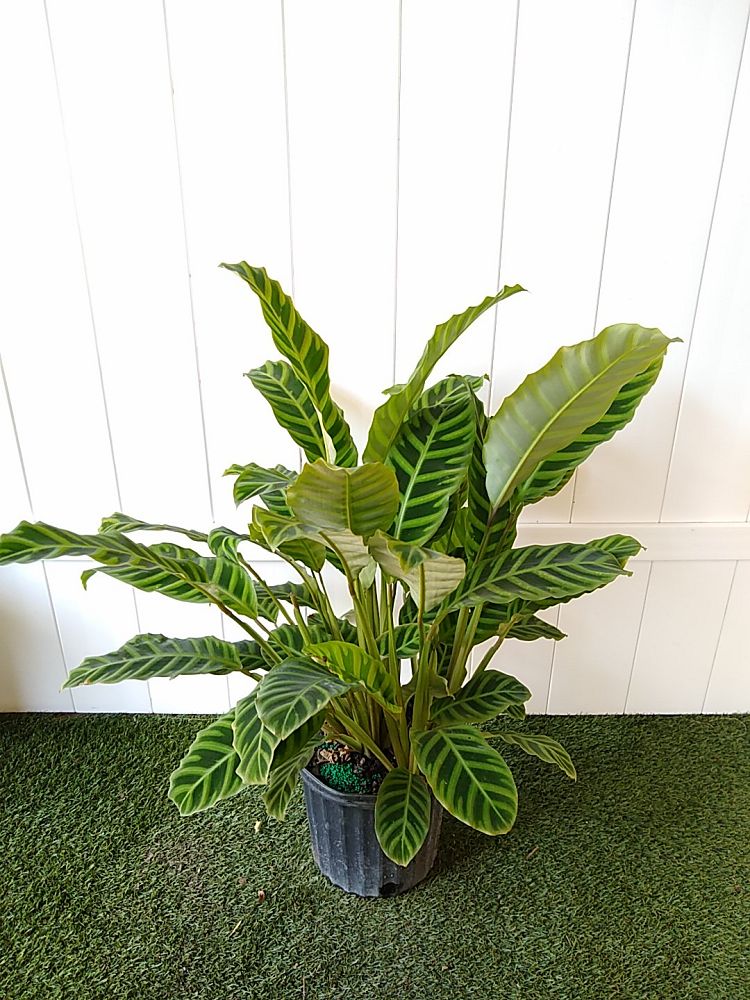 Calathea zebrina, Zebra Plant | PlantVine