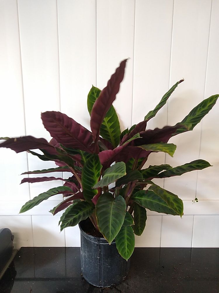 Calathea ‘Jungle Velvet’ | PlantVine