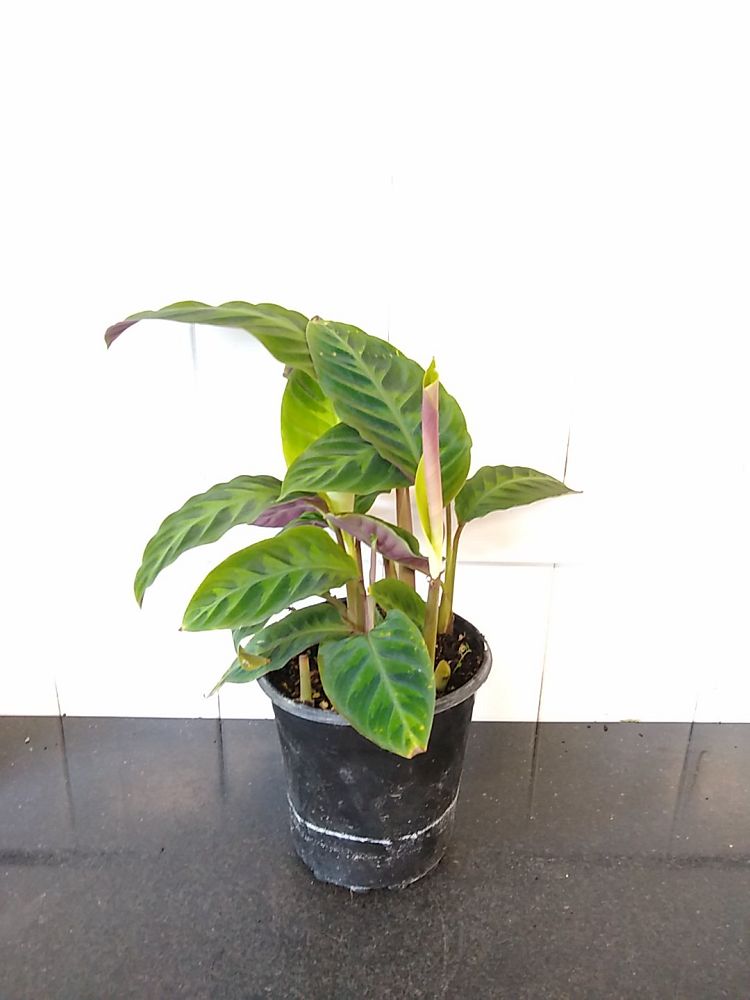 Calathea ‘Jungle Velvet’ | PlantVine