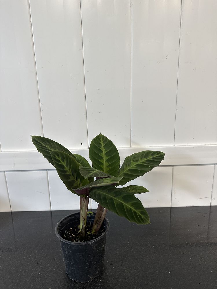 Calathea ‘Jungle Velvet’ | PlantVine