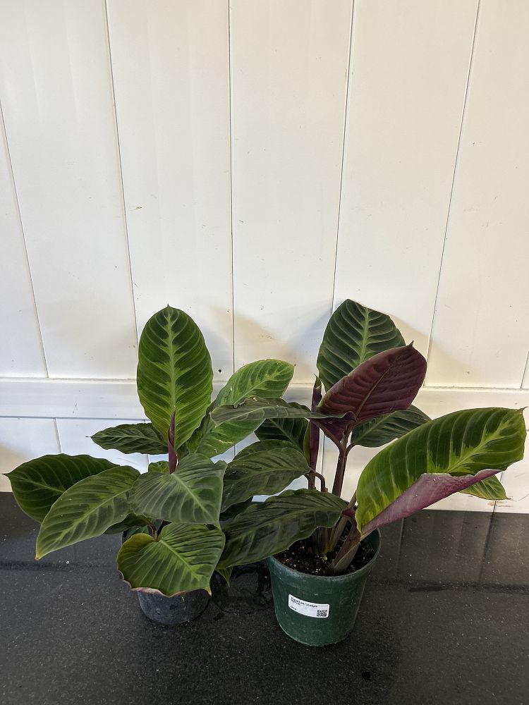 Calathea ‘Jungle Velvet’ | PlantVine