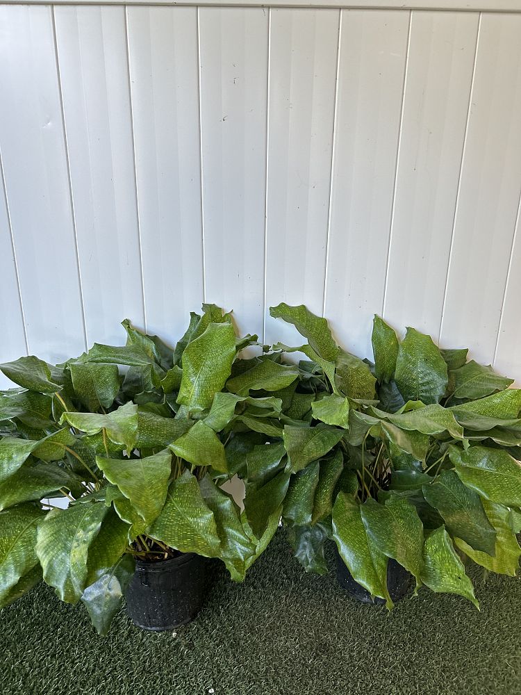 Calathea musaica | PlantVine
