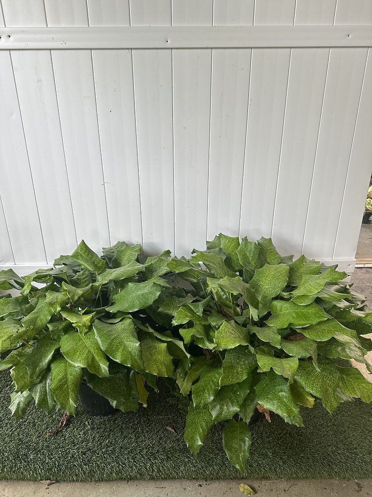 Calathea musaica | PlantVine