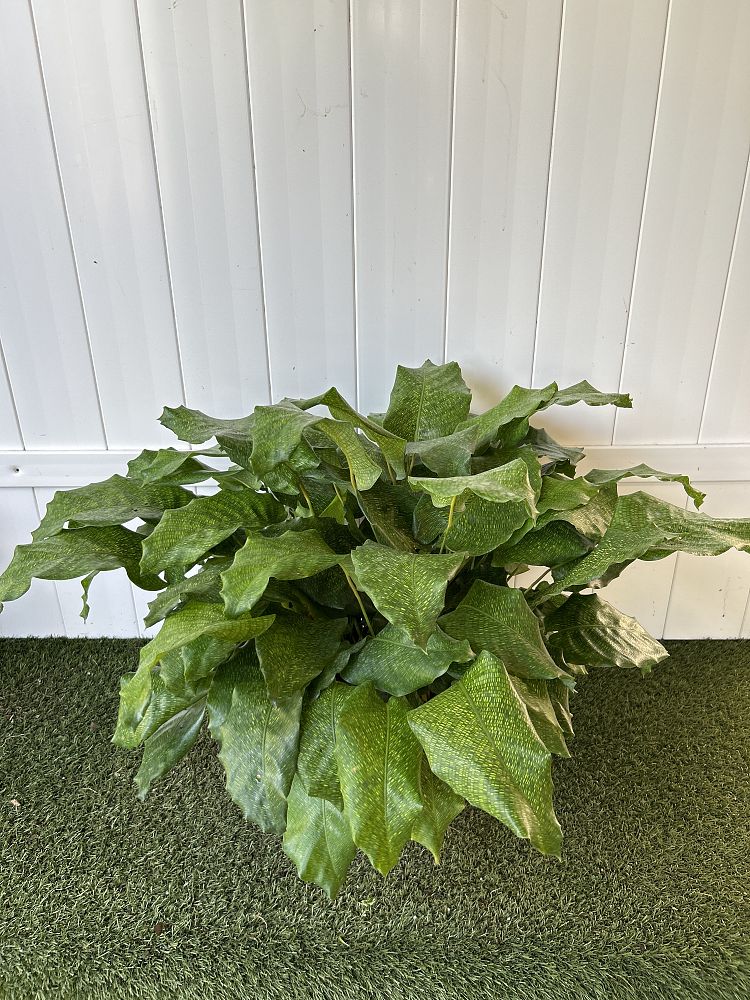 Calathea musaica | PlantVine