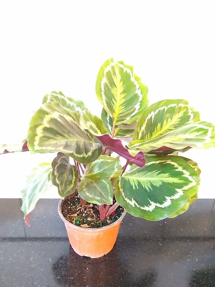 Calathea ‘Medallion’ | PlantVine