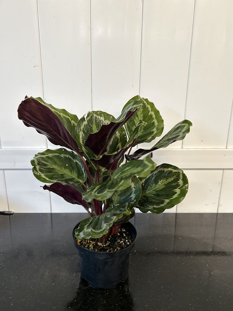 Calathea ‘Medallion’ | PlantVine