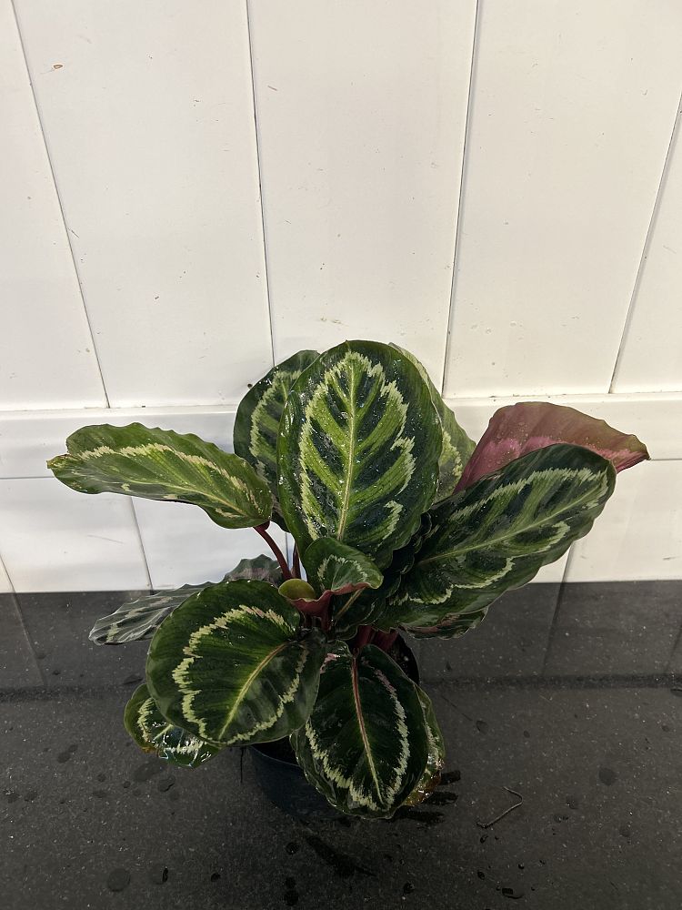 Calathea ‘Medallion’ | PlantVine