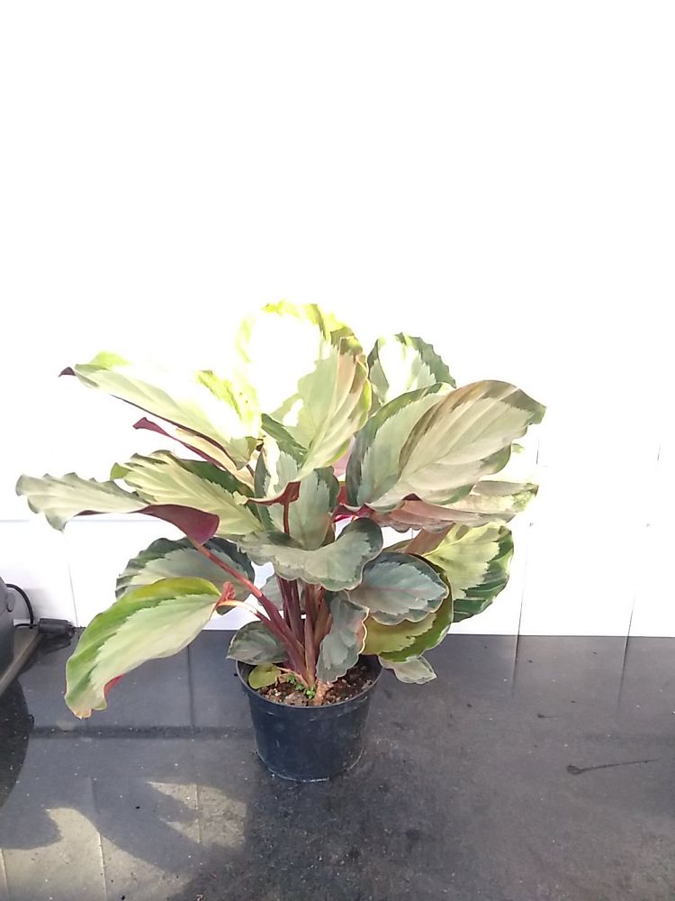 Calathea roseopicta ‘Corona’ | PlantVine