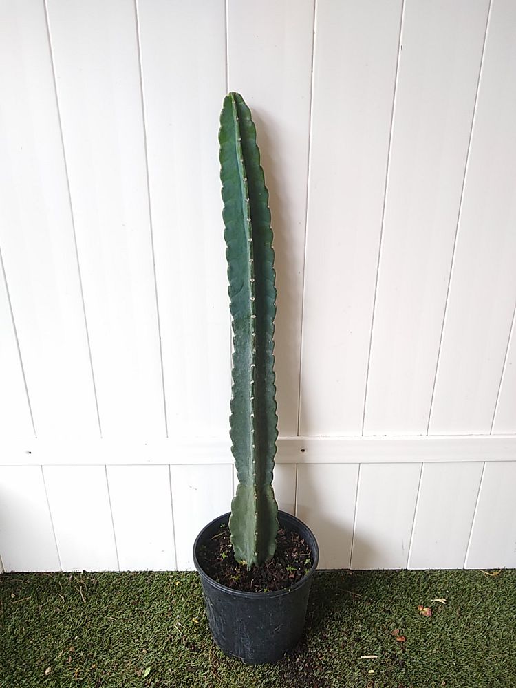Cuddly Cactus | PlantVine