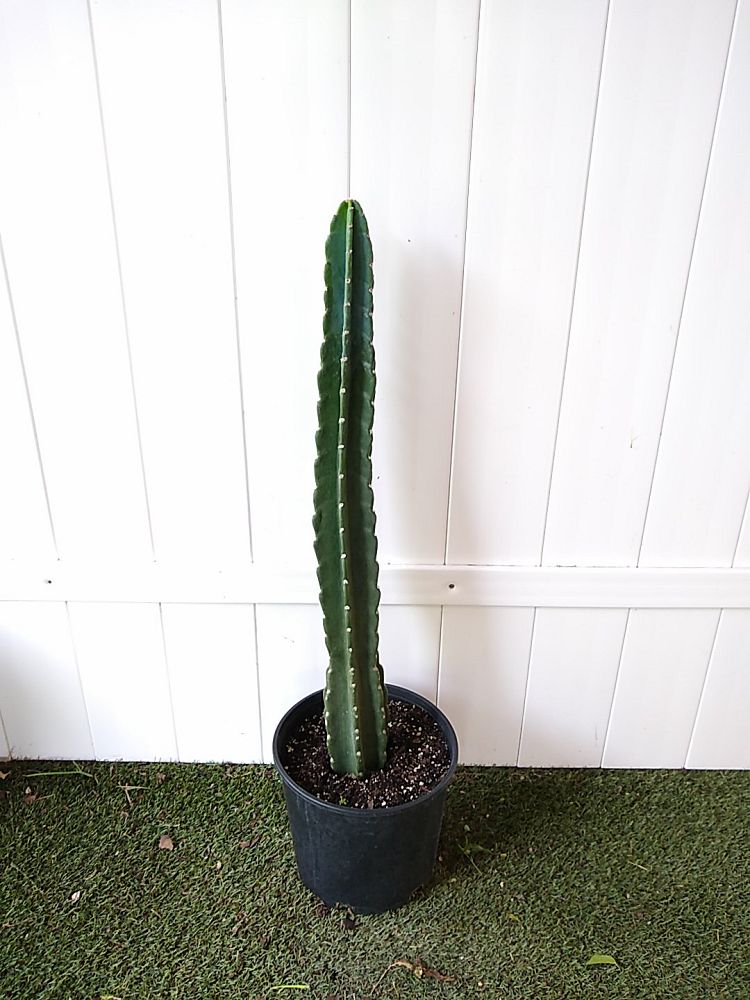 Cuddly Cactus | PlantVine