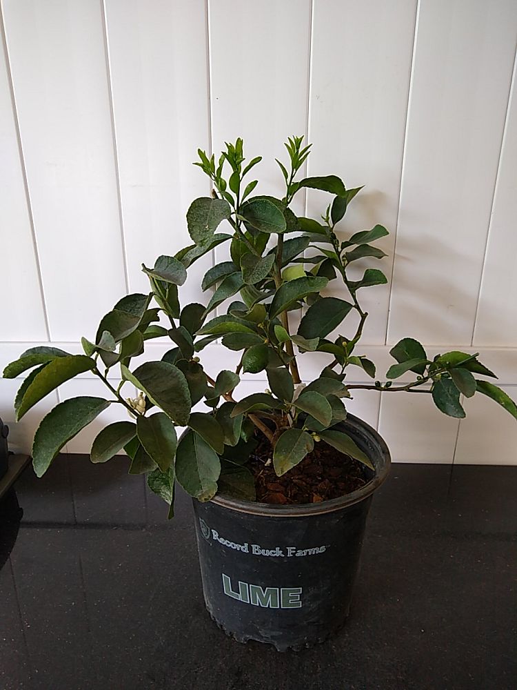 Persian Lime Citrus Tree | PlantVine