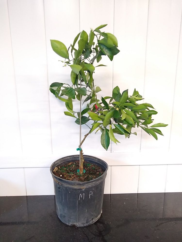 Murcott Tangerine Citrus Tree | PlantVine
