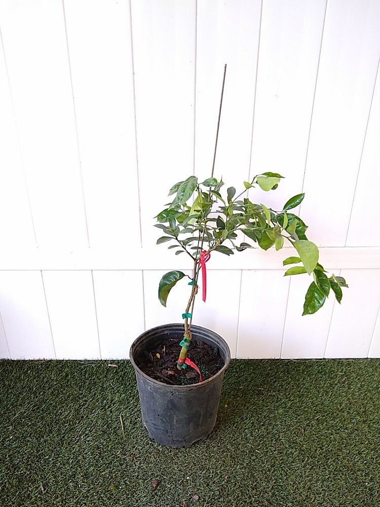 Murcott Tangerine Citrus Tree | PlantVine