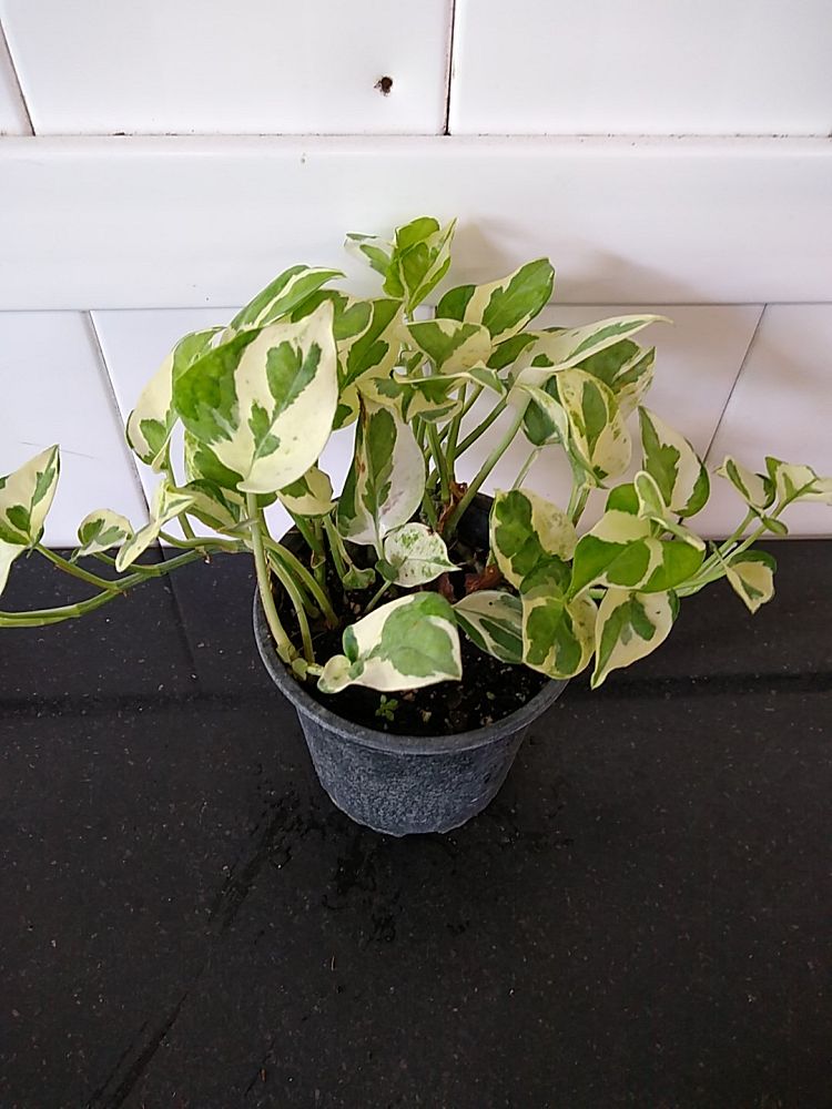 N’Joy Pothos | PlantVine