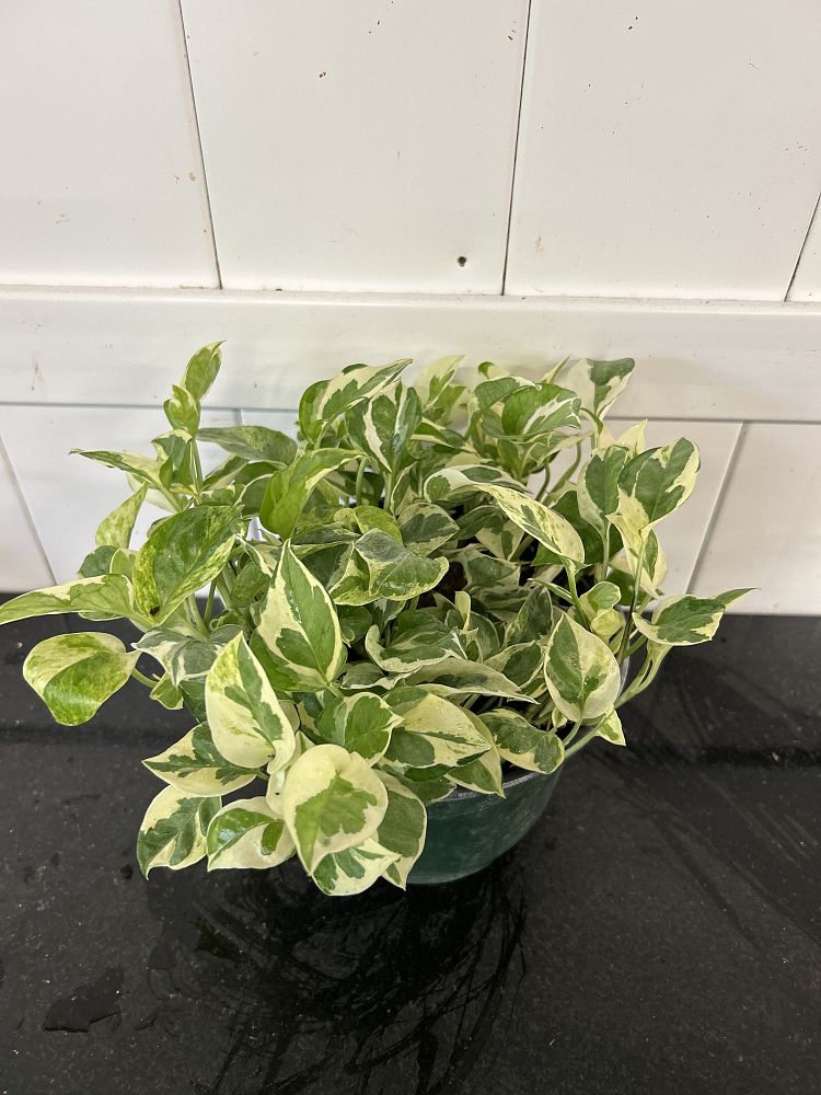 N’Joy Pothos | PlantVine