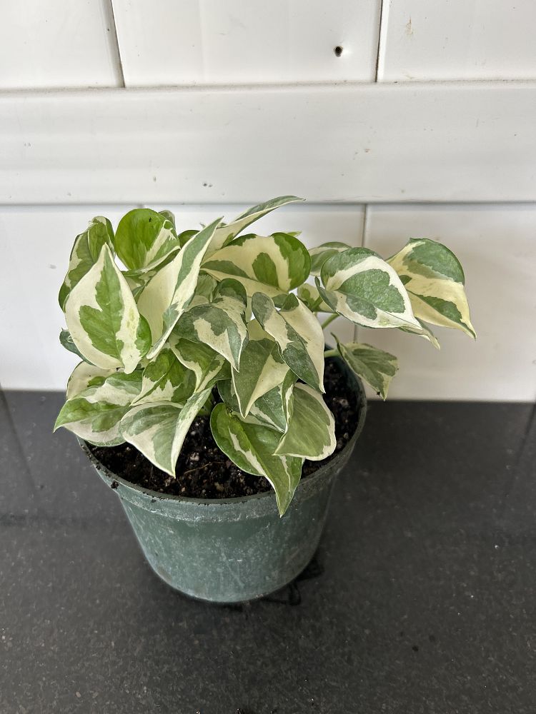 N’Joy Pothos | PlantVine