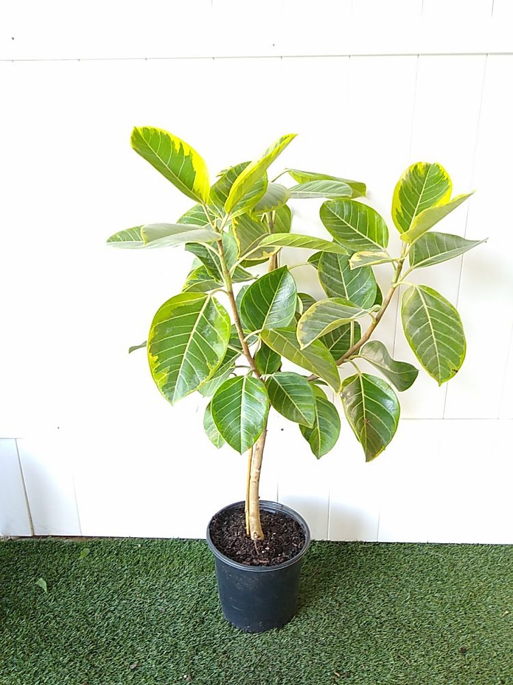 Ficus altissima, Council Tree | PlantVine