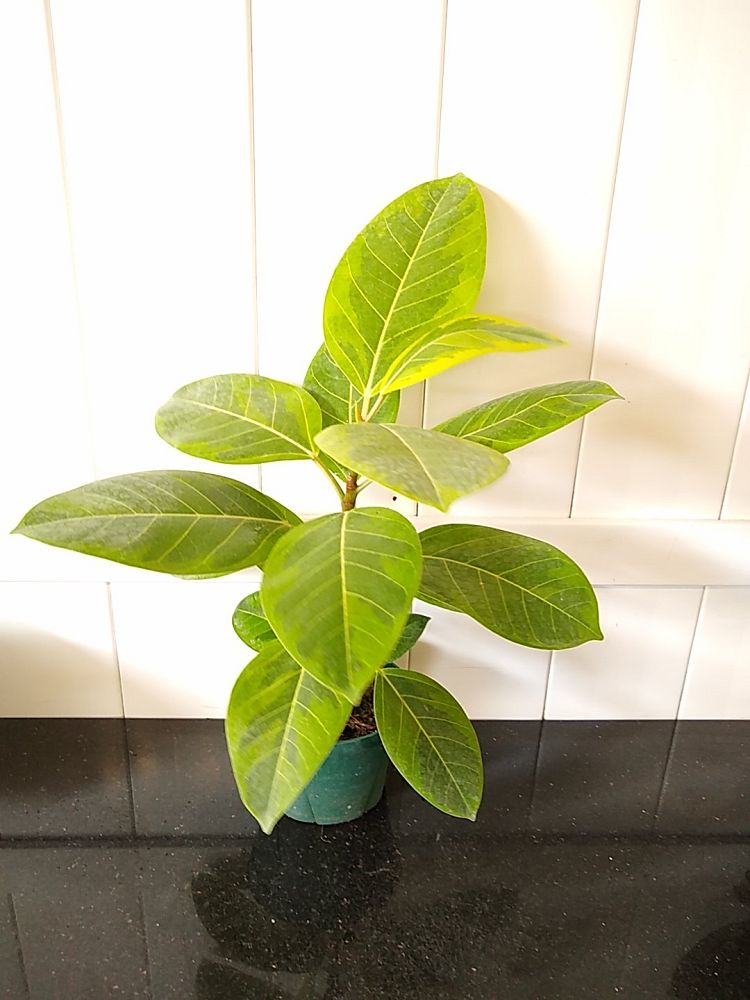 Ficus altissima, Council Tree | PlantVine