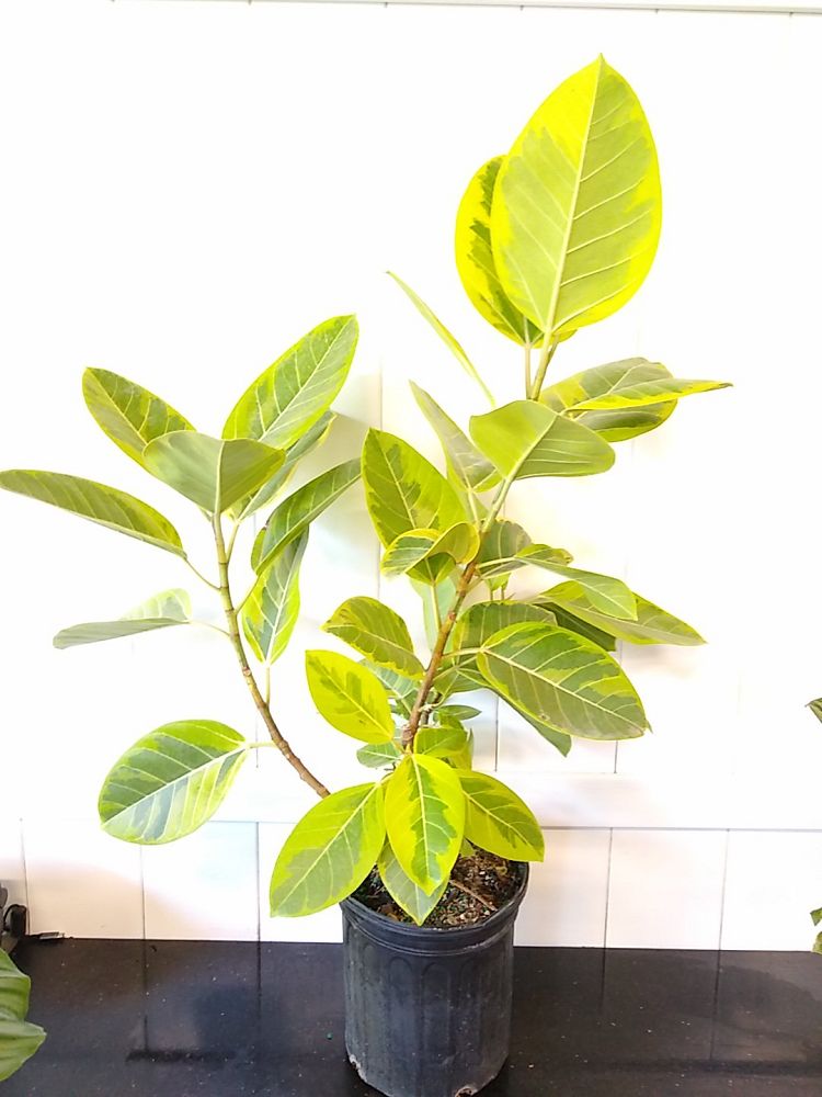 Ficus altissima, Council Tree | PlantVine