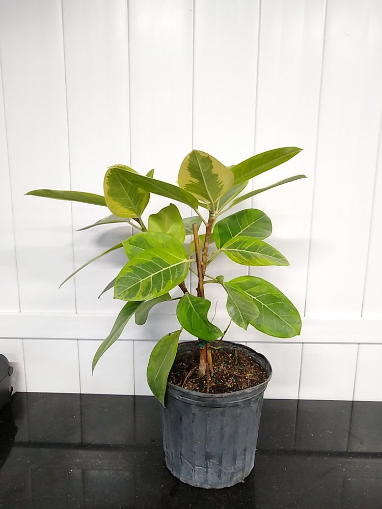 Ficus altissima, Council Tree | PlantVine