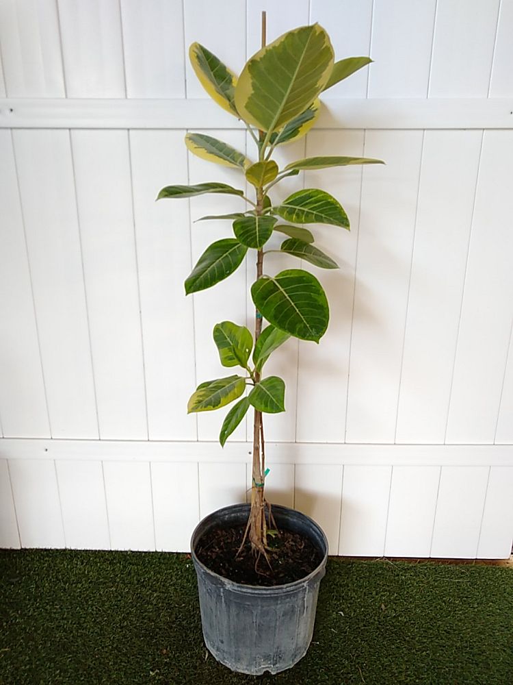 Ficus altissima, Council Tree | PlantVine