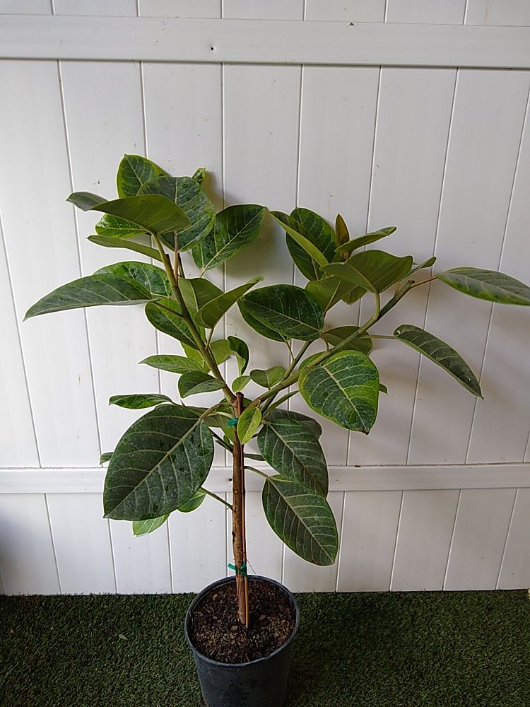 Ficus altissima | PlantVine