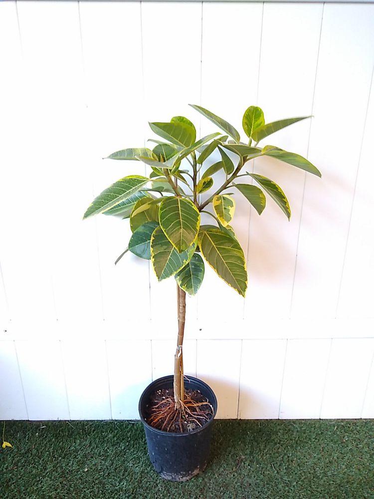 Ficus altissima | PlantVine