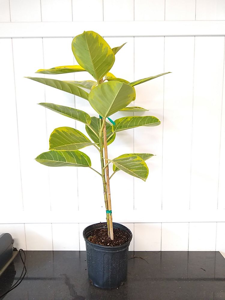 Ficus altissima | PlantVine