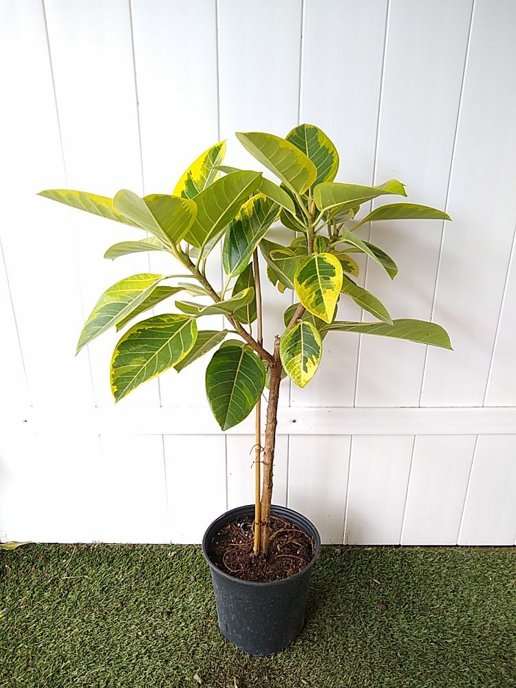 Ficus altissima | PlantVine