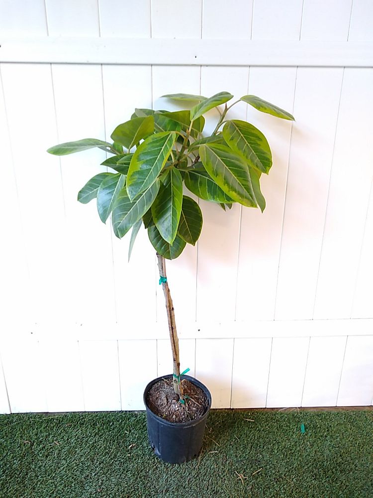 Ficus altissima | PlantVine