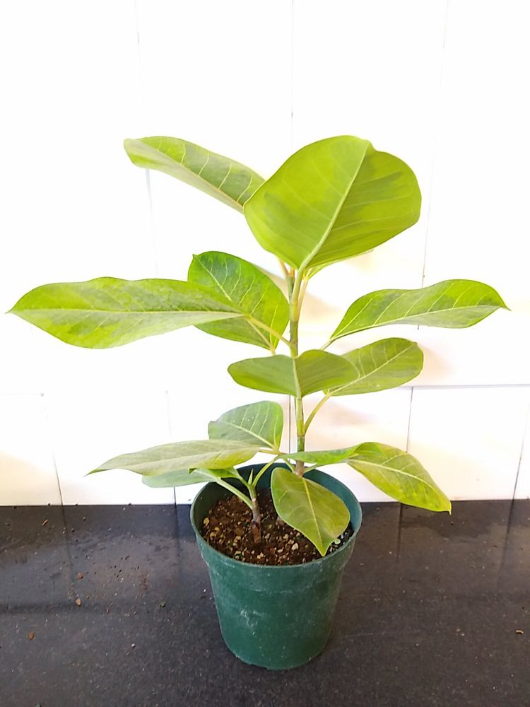 Ficus altissima | PlantVine
