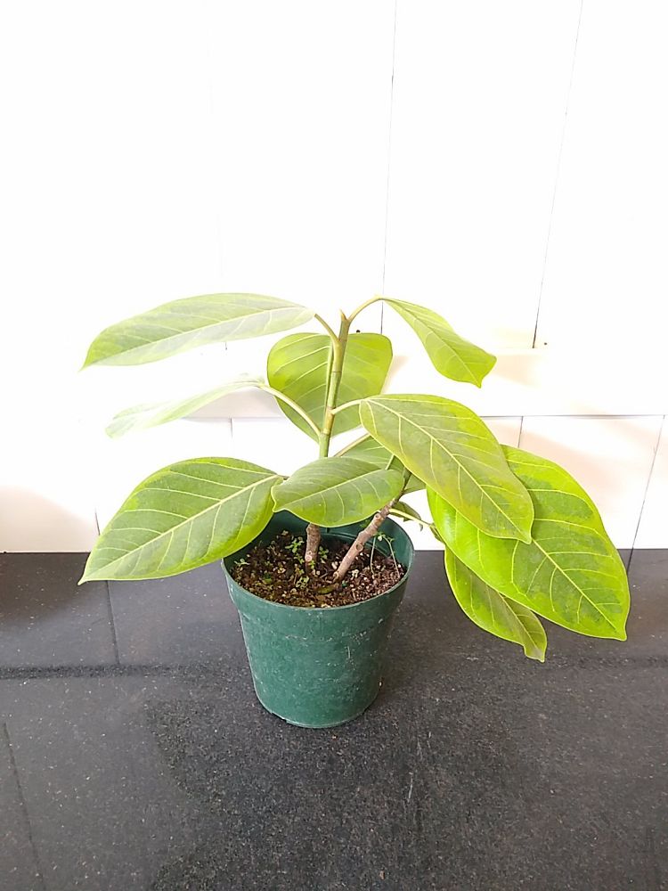 Ficus altissima | PlantVine
