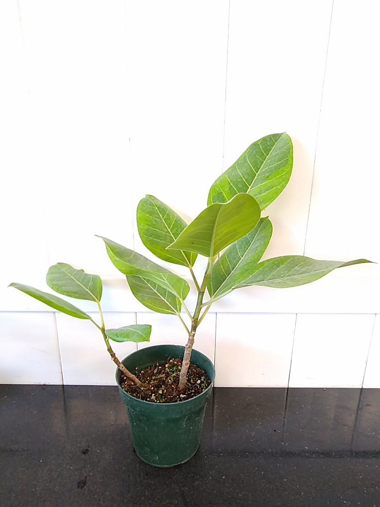 Ficus altissima | PlantVine