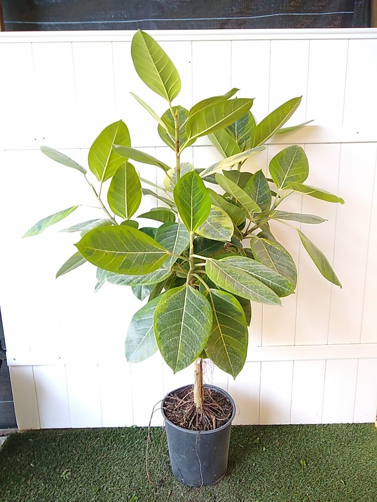 Ficus altissima | PlantVine
