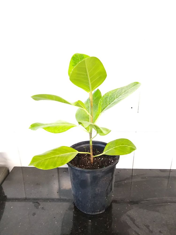 Ficus altissima | PlantVine