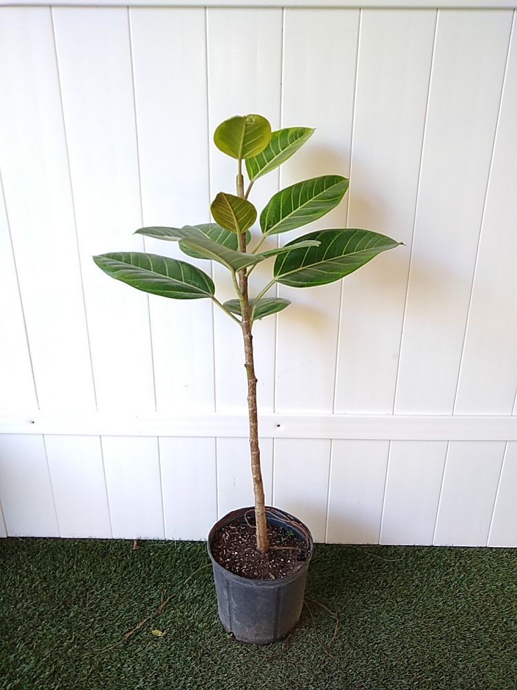 Ficus altissima | PlantVine