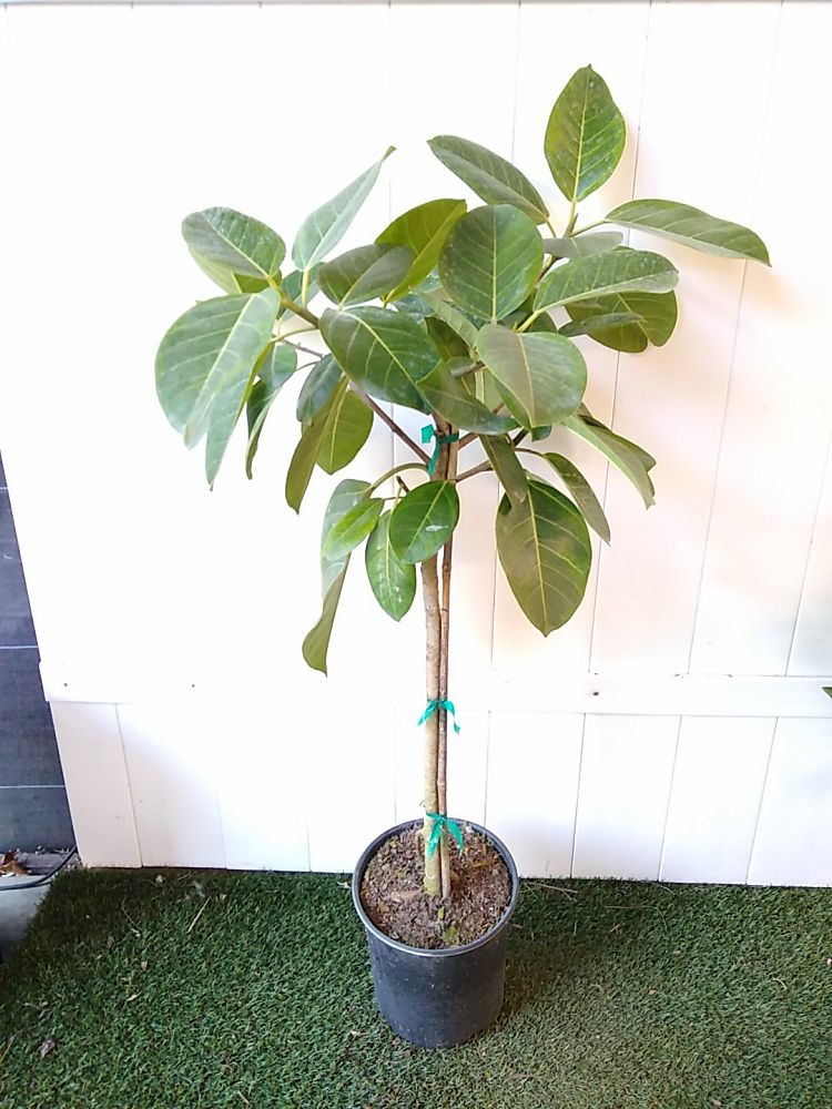 Ficus altissima | PlantVine