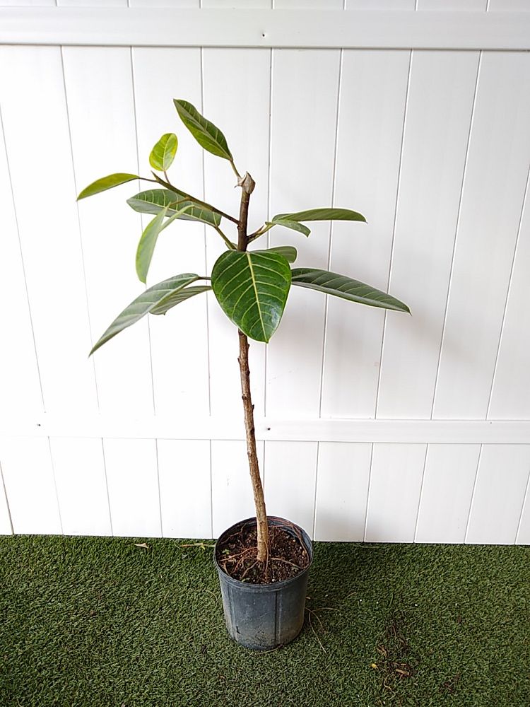 Ficus altissima | PlantVine
