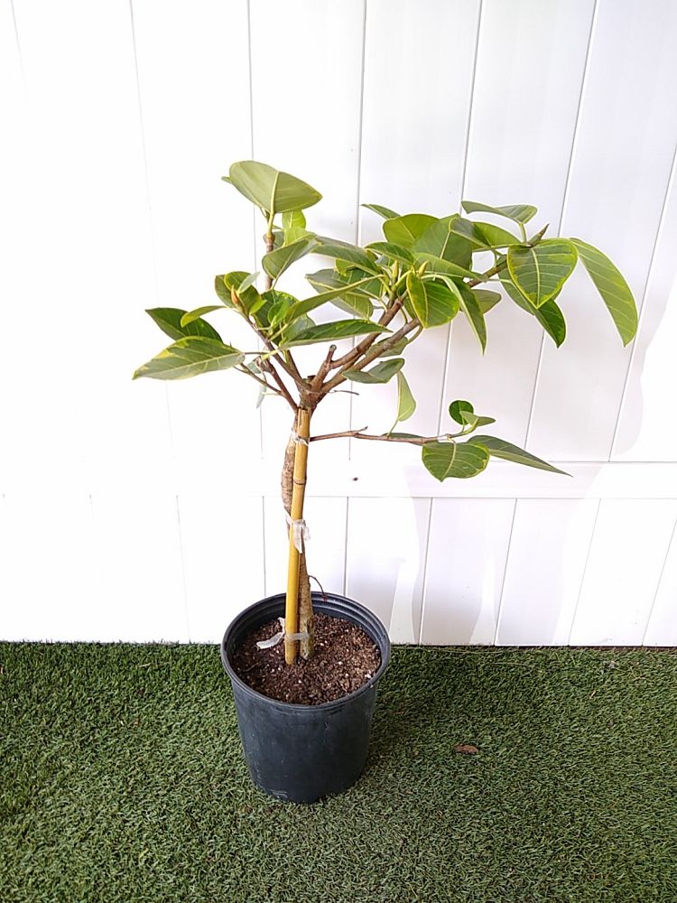Ficus altissima | PlantVine