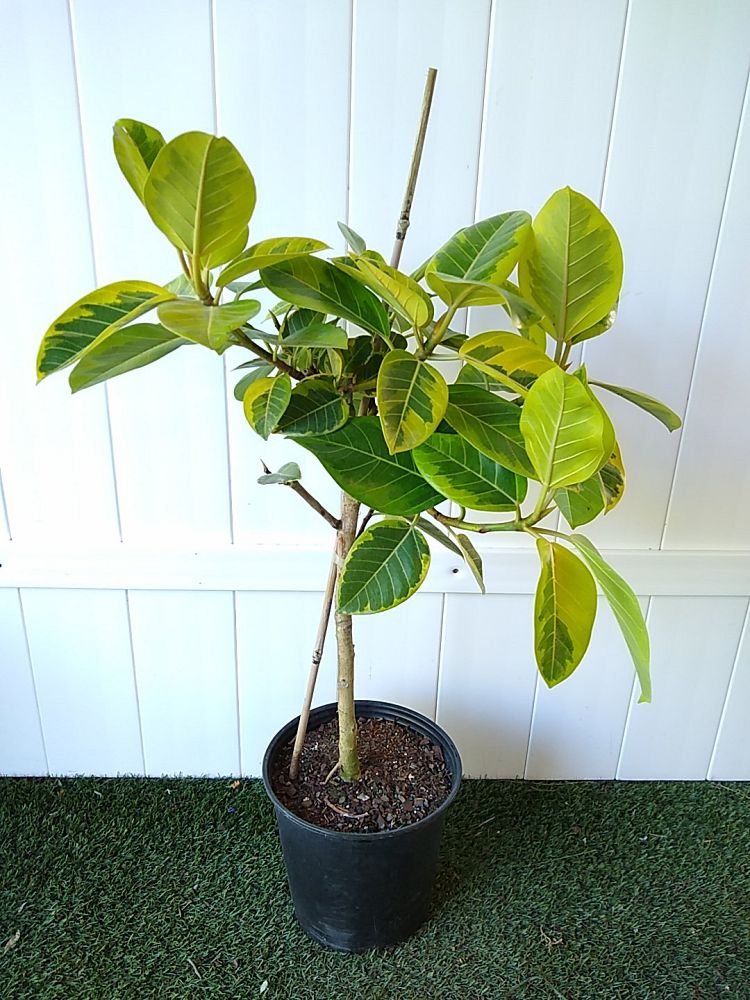 Ficus altissima | PlantVine
