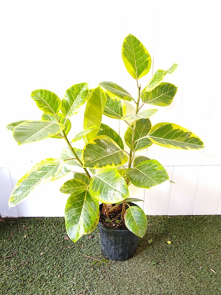 Ficus altissima | PlantVine
