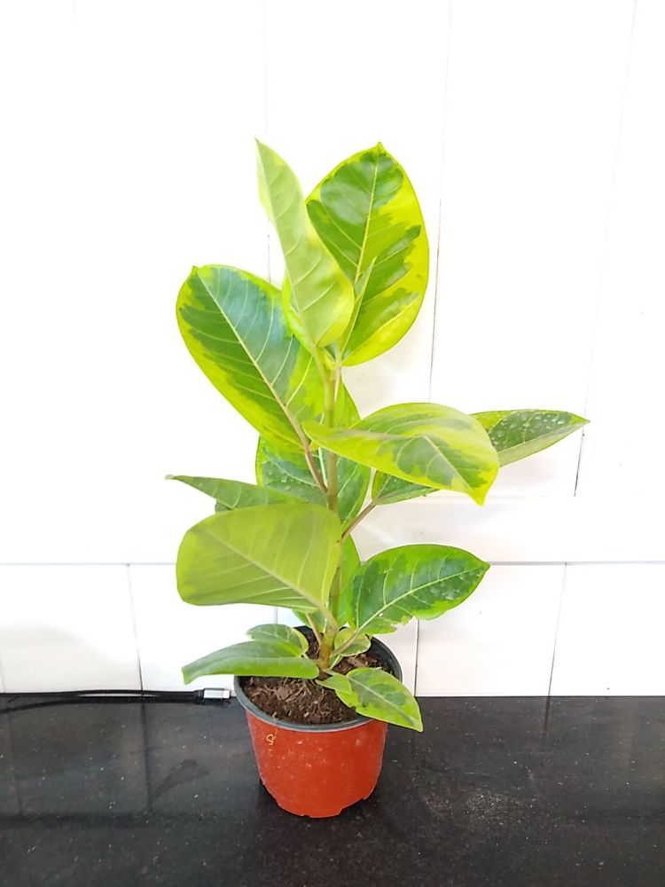 Ficus altissima | PlantVine