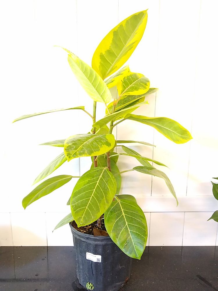 Ficus altissima | PlantVine