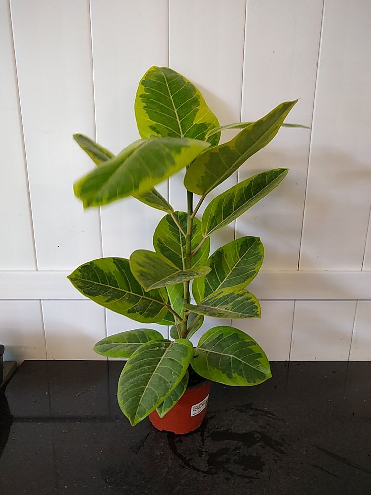 Ficus altissima | PlantVine